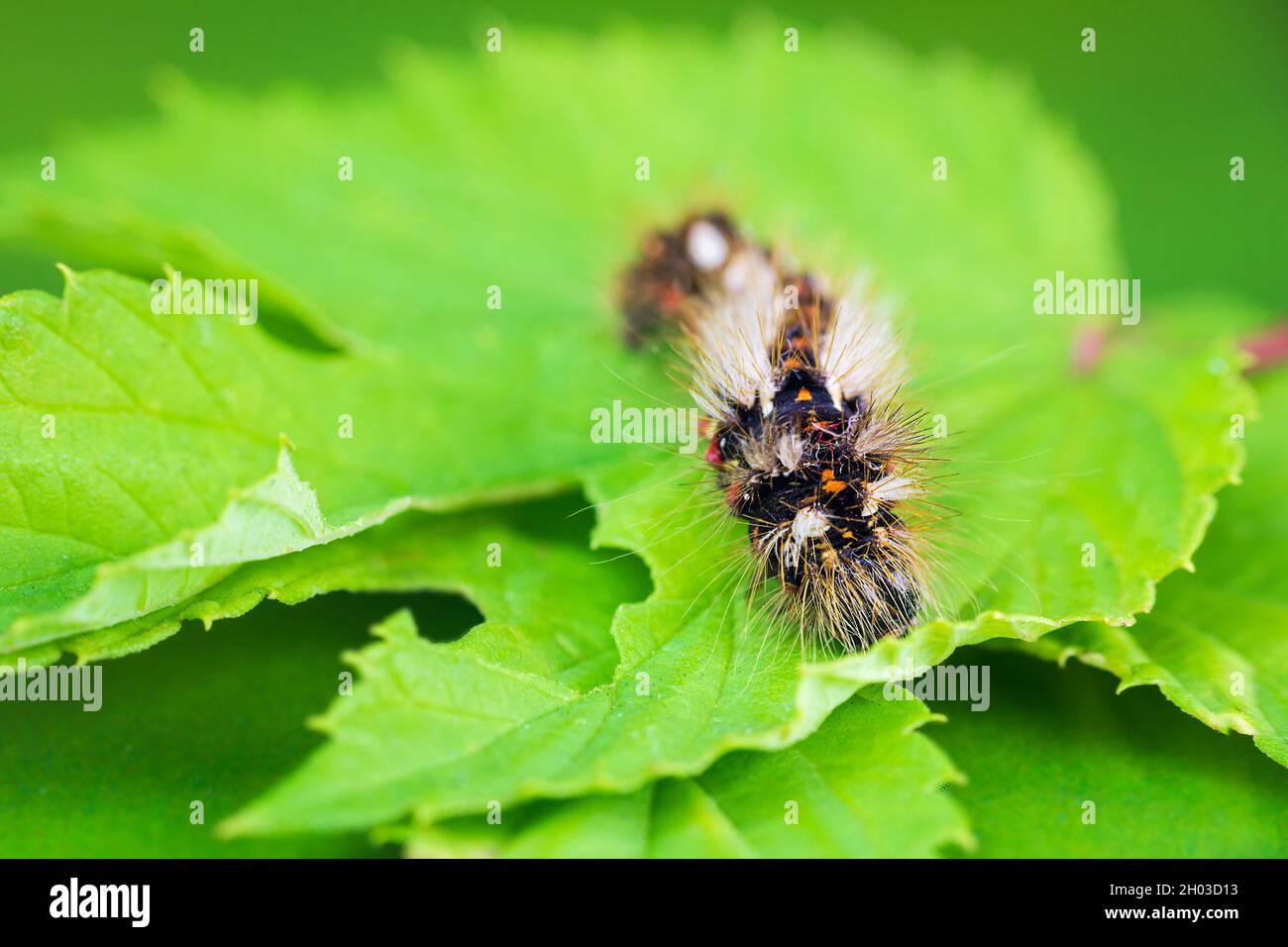 Grass moth, acronicta rumicis larvae, caterpillar climbing on leaves ...