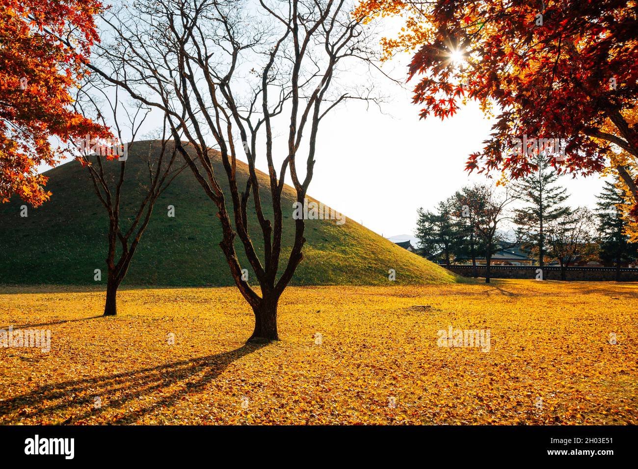 Autumn of Daereungwon ancient tomb in Gyeongju, Korea Stock Photo - Alamy