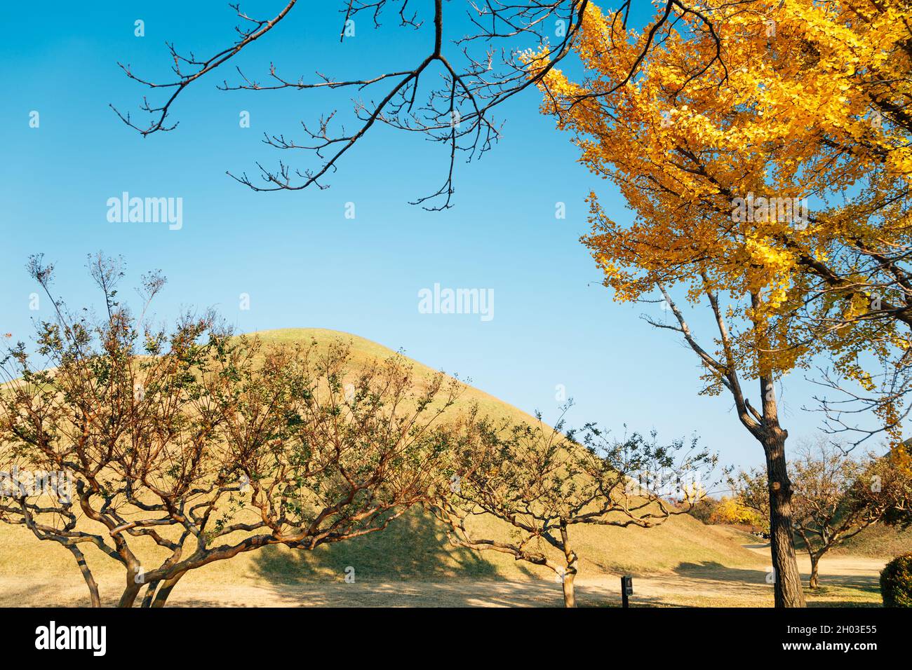 Autumn of Daereungwon ancient tomb in Gyeongju, Korea Stock Photo - Alamy