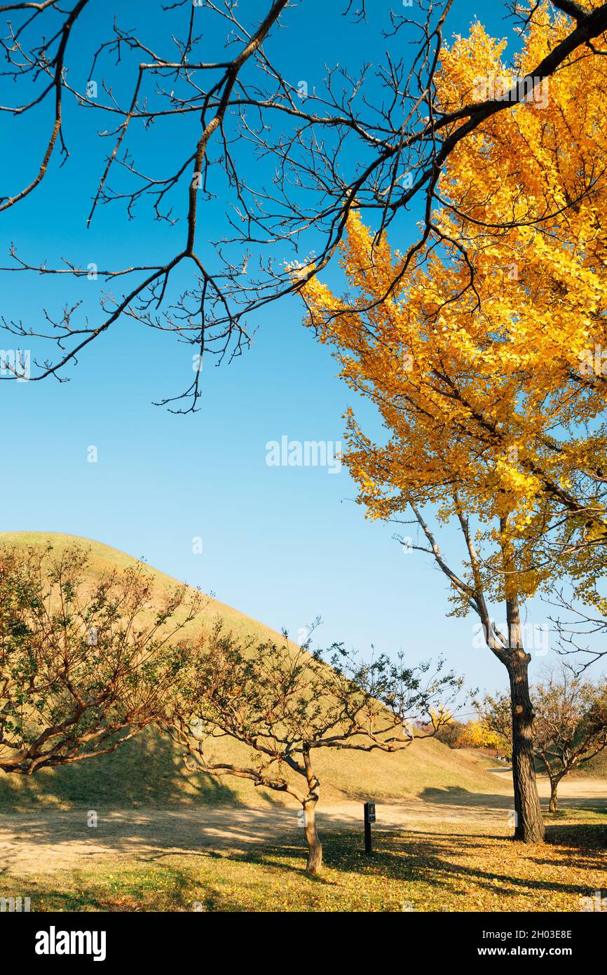 Autumn of Daereungwon ancient tomb in Gyeongju, Korea Stock Photo - Alamy