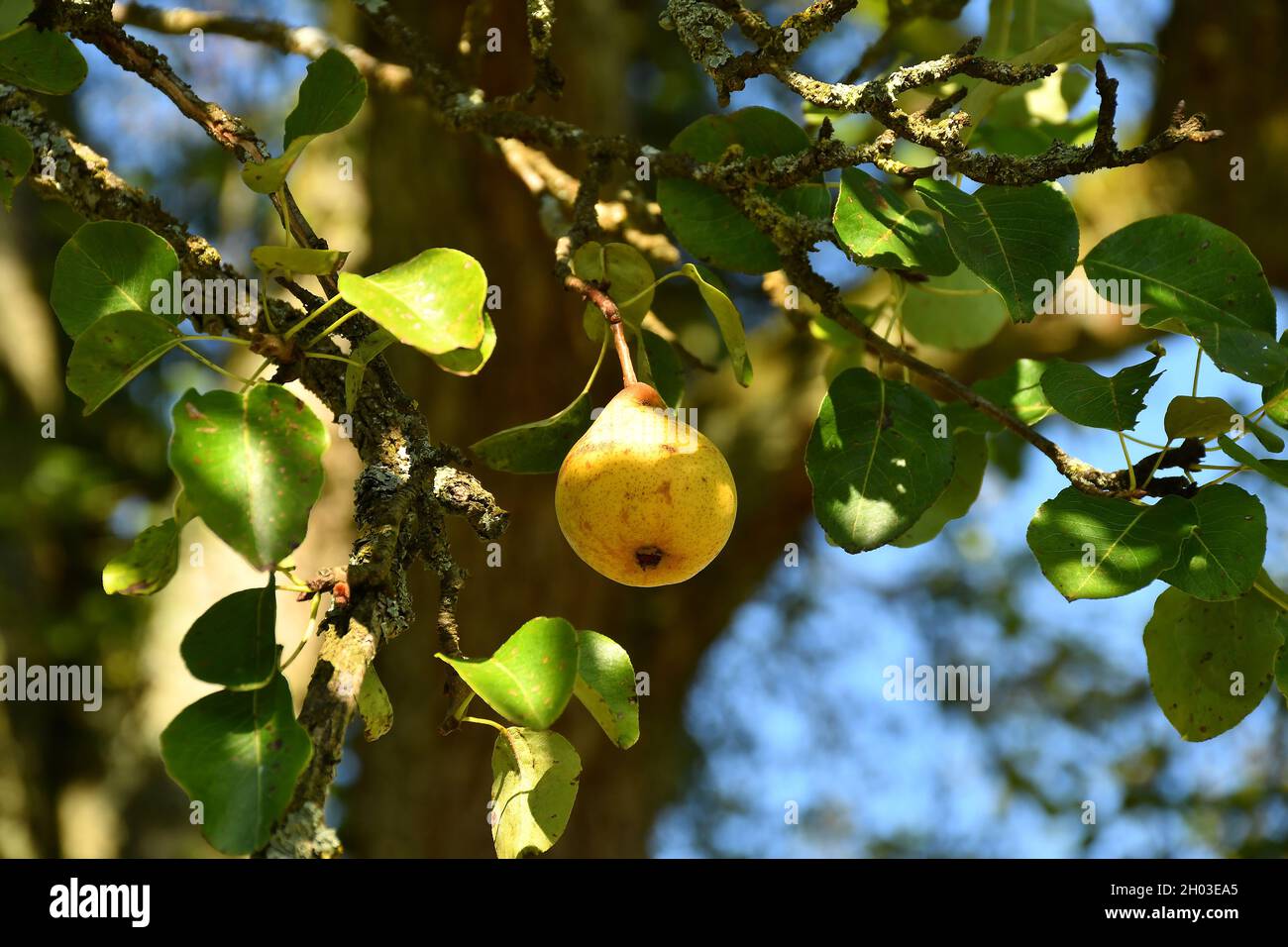 Cider tree hi-res stock photography and images - Alamy