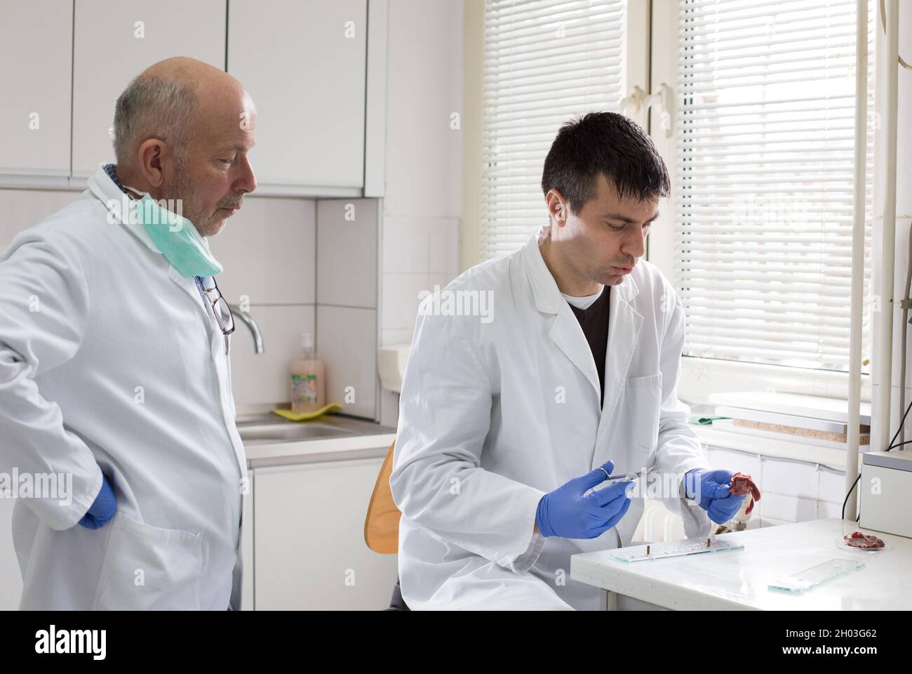 Two veterinarians preparing pork meat for inspection on trichinella ...