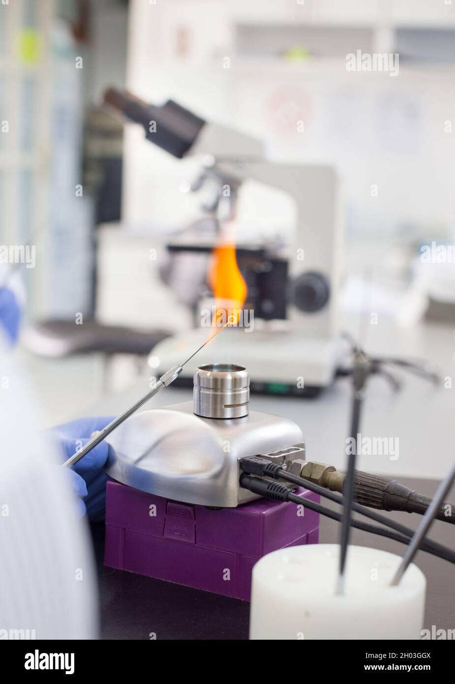 Close up of inoculation loop in flame of gas burner in laboratory Stock ...