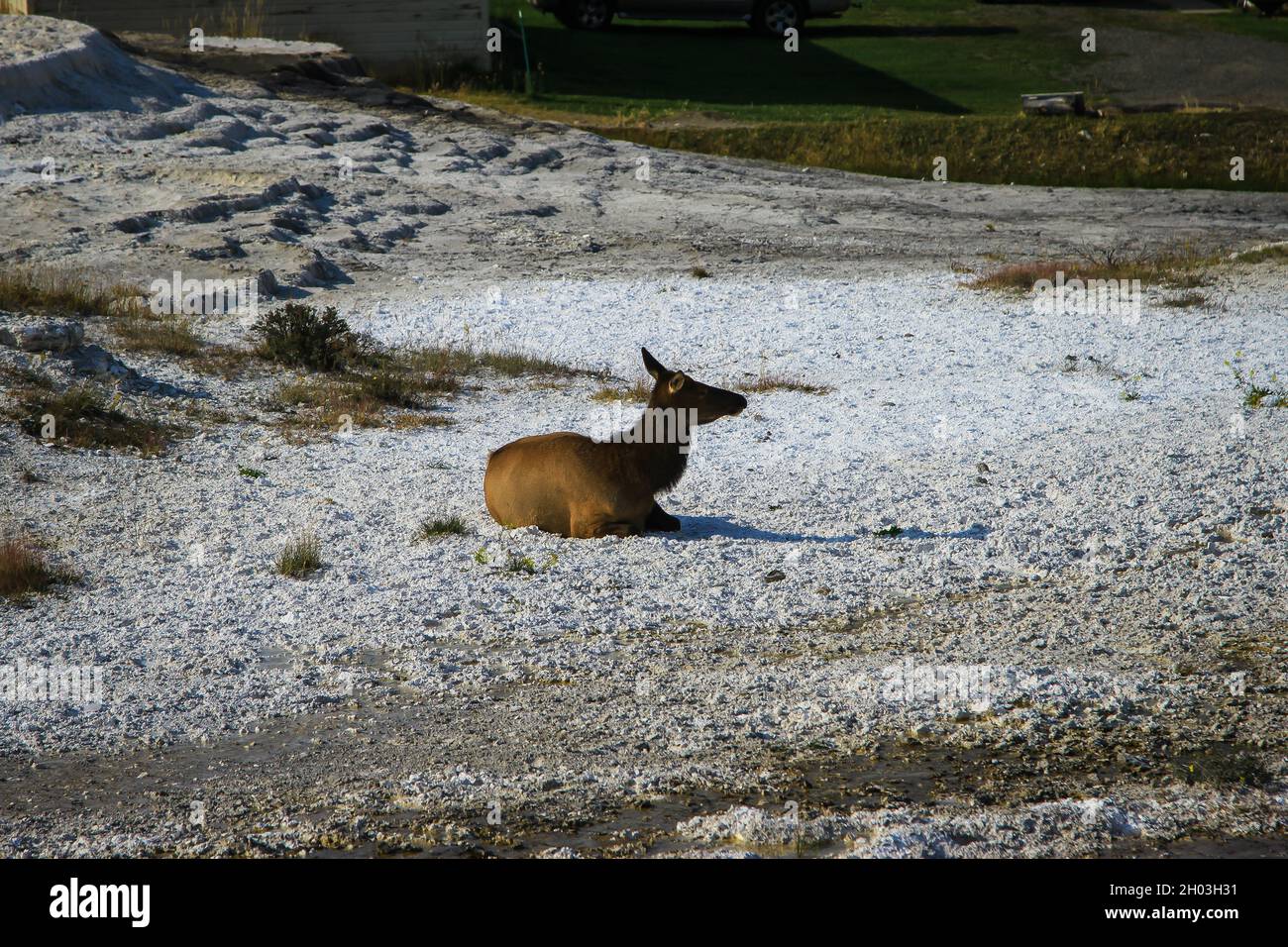 Wild female elk laying down resting on white rocky ground next to ...