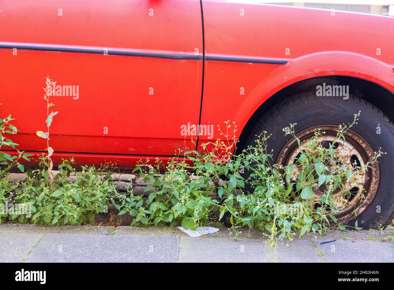 Bunch of wild grass growing under a red car Stock Photo - Alamy