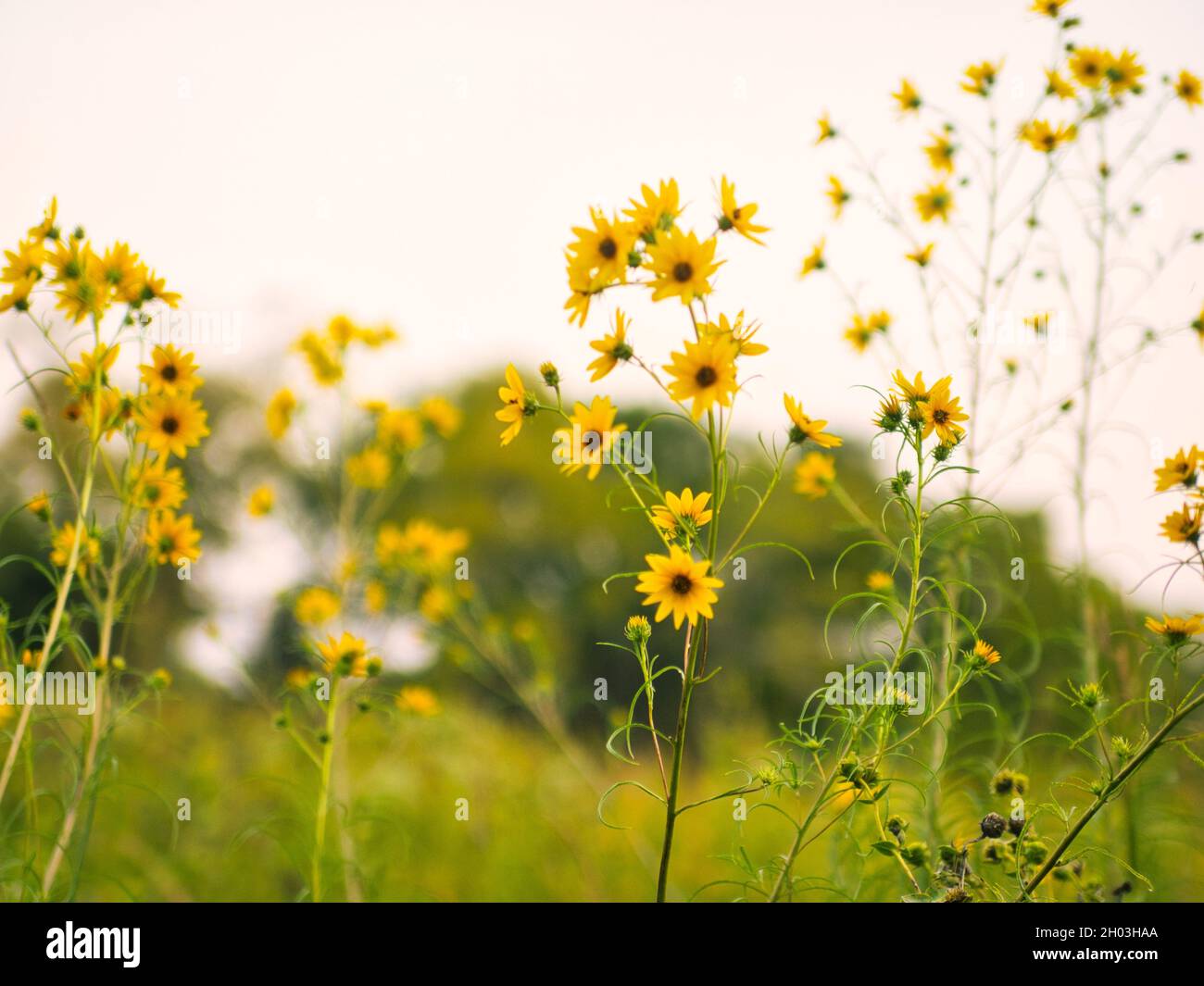Beautiful view of small sunflowers blooming in the Ernie Miller Nature ...