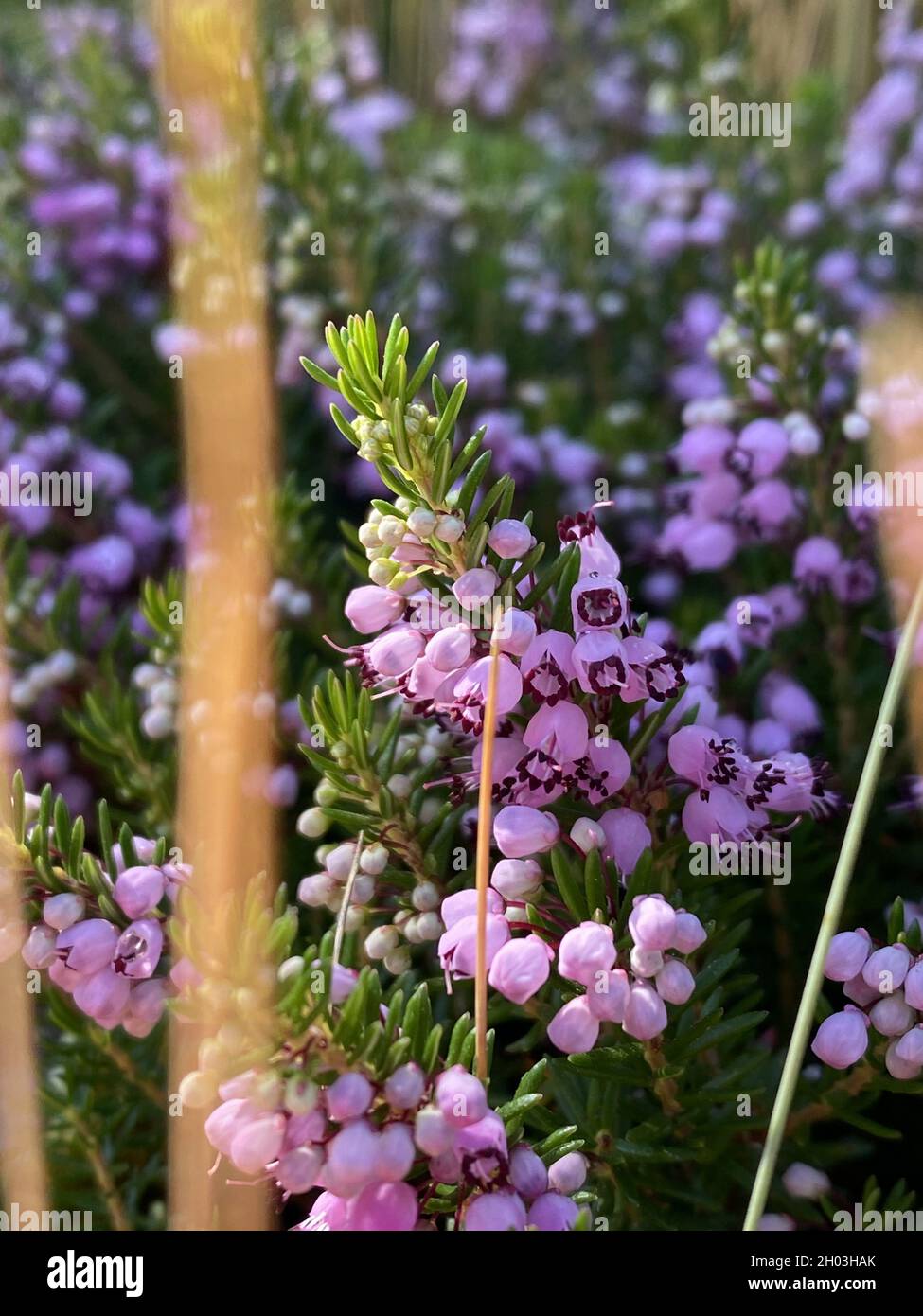 Vertical closeup shot of purple Calluna flowers Stock Photo - Alamy