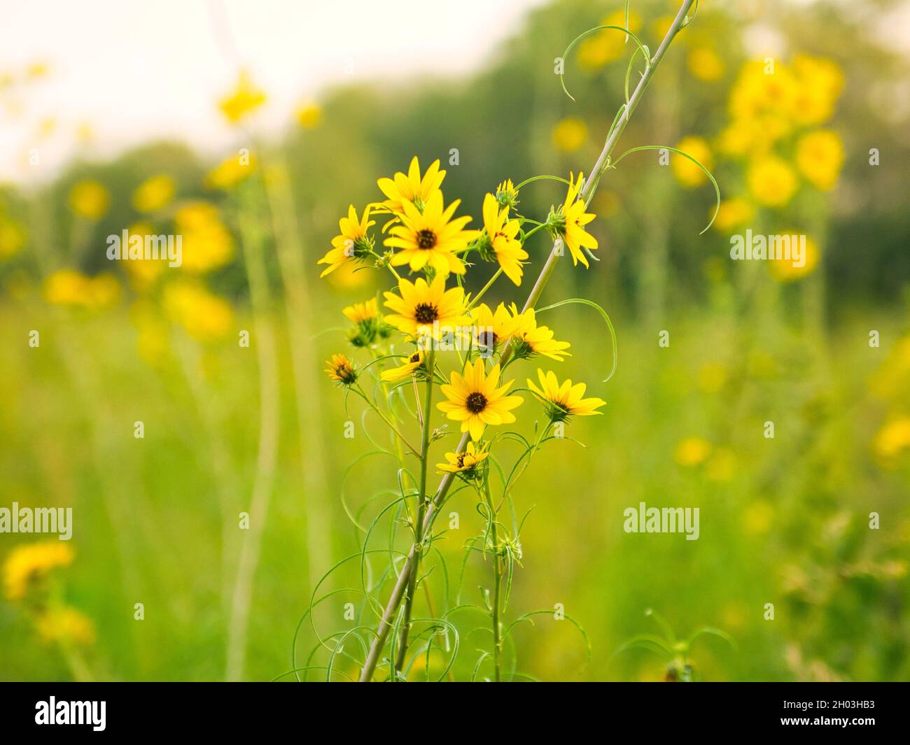 Beautiful view of small sunflowers blooming in the Ernie Miller Nature ...