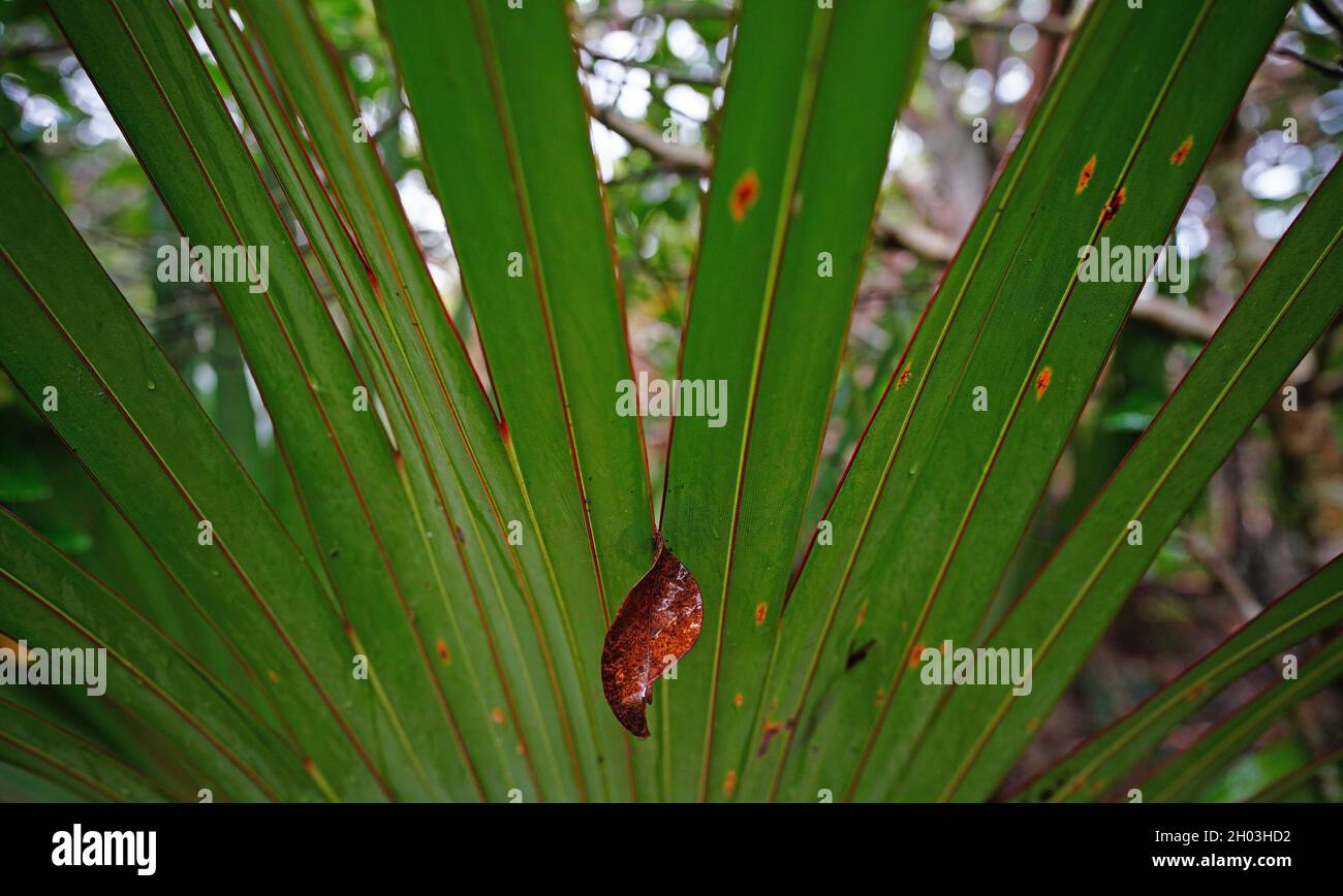 A fallen leaf is caught on the fronds of a tropical palm on the small ...