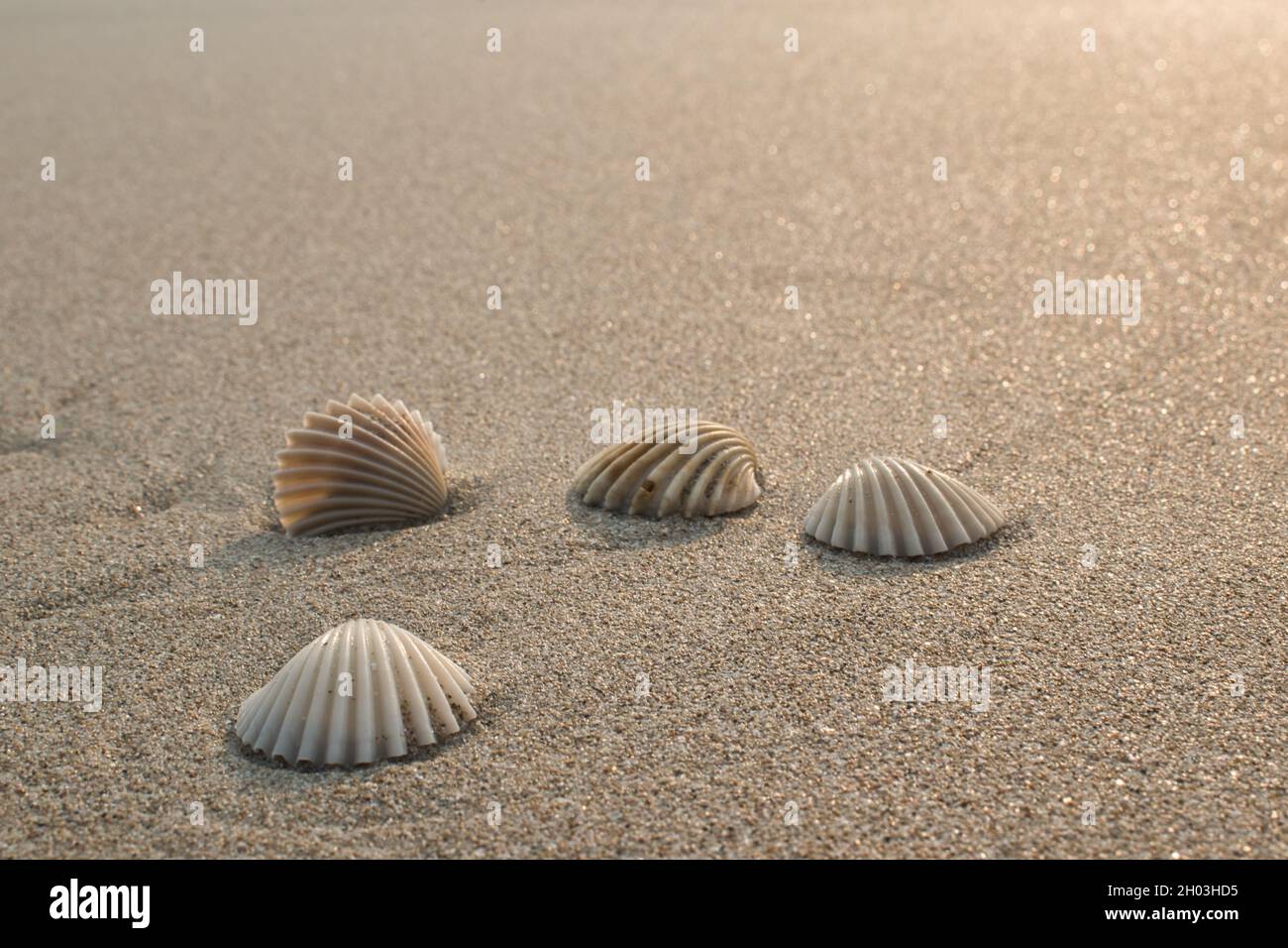 Shells on beach sand Stock Photo - Alamy