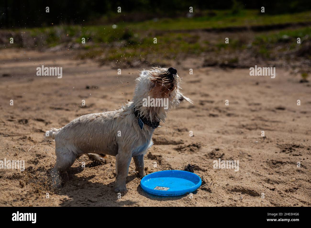 Brown And White Flying Dog At Beach