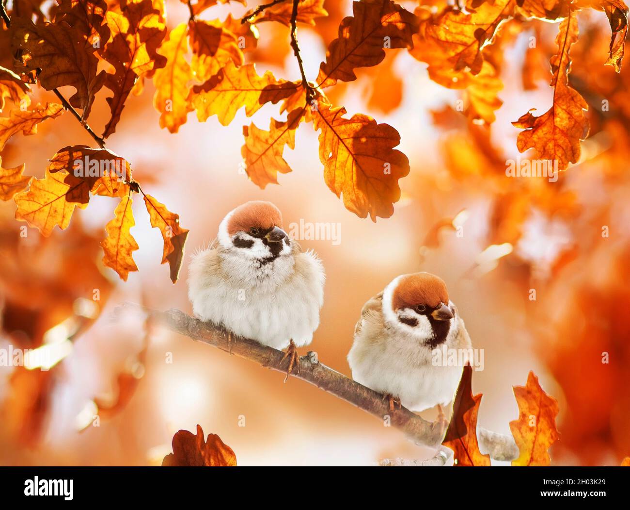 two plump cute sparrow birds are sitting in an autumn sunny park among ...