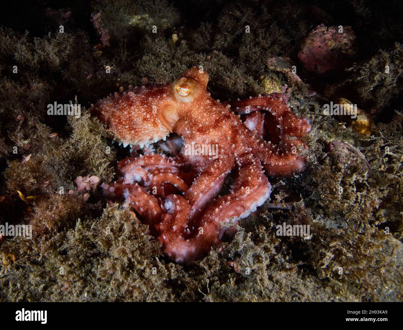 White-spotted octopus (octopus macropus) in the Mediterranea sea Stock ...