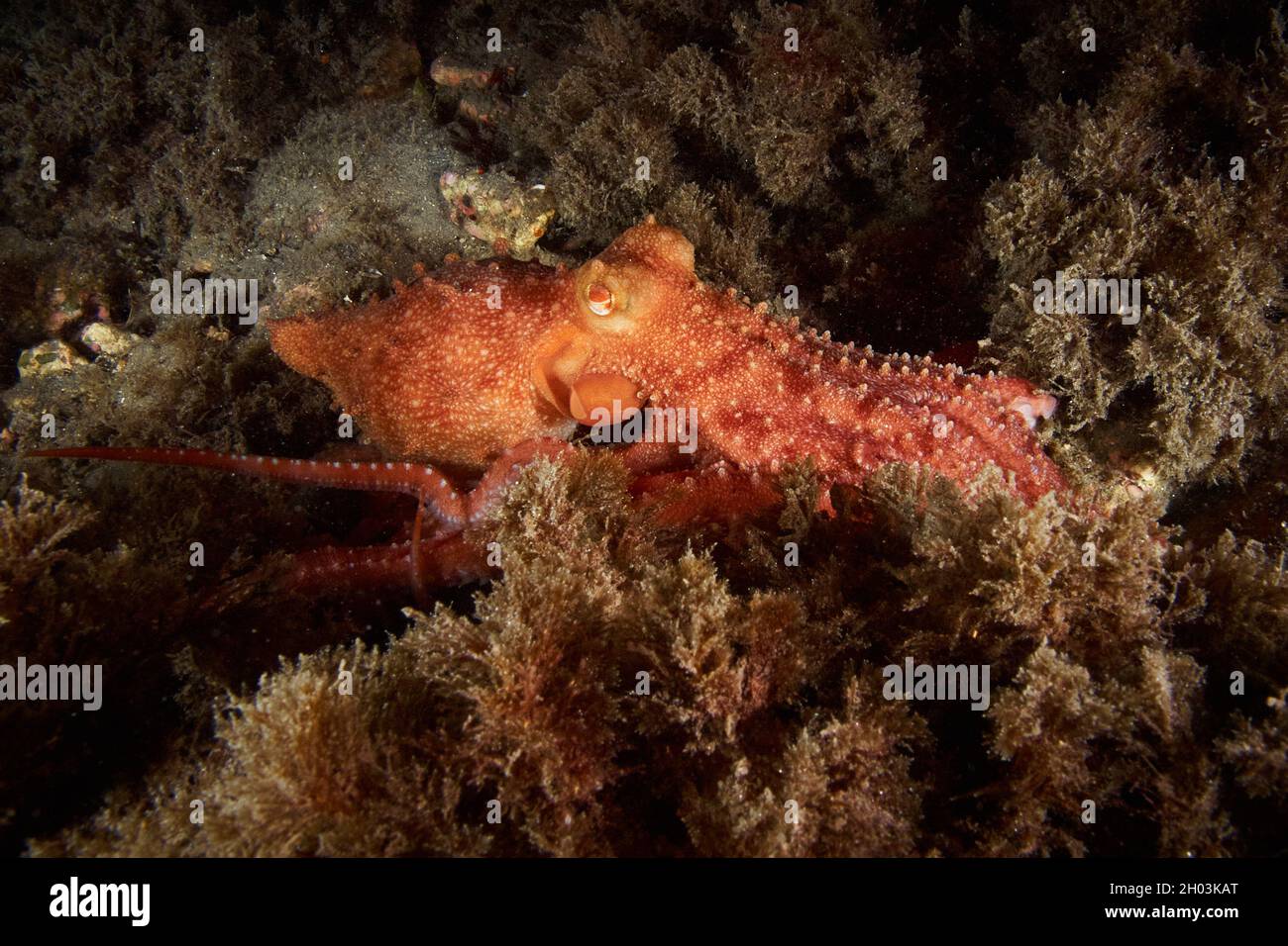 White-spotted octopus (octopus macropus) in the Mediterranea sea Stock ...