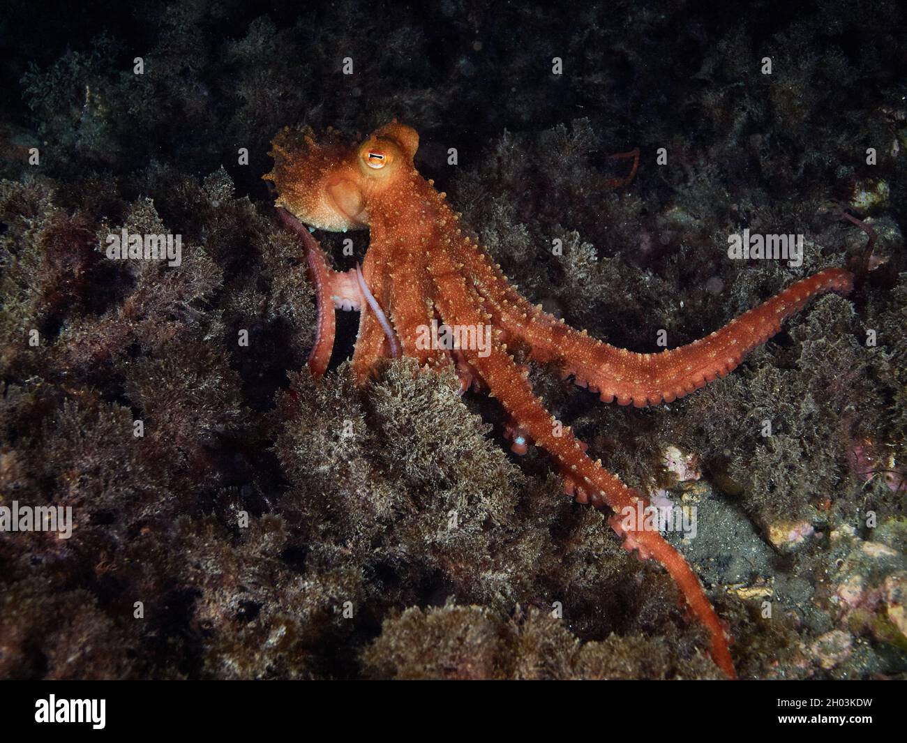 White-spotted octopus (octopus macropus) in the Mediterranea sea Stock ...