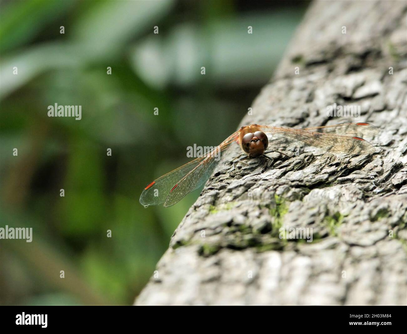 Insect with red eyes hi-res stock photography and images - Alamy