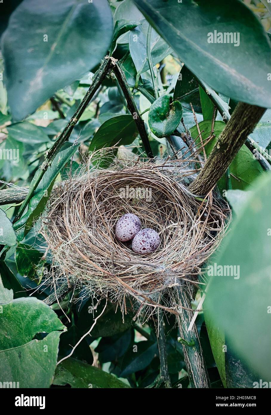 Bird nest with eggs on the branch of tree in plantation Stock Photo - Alamy