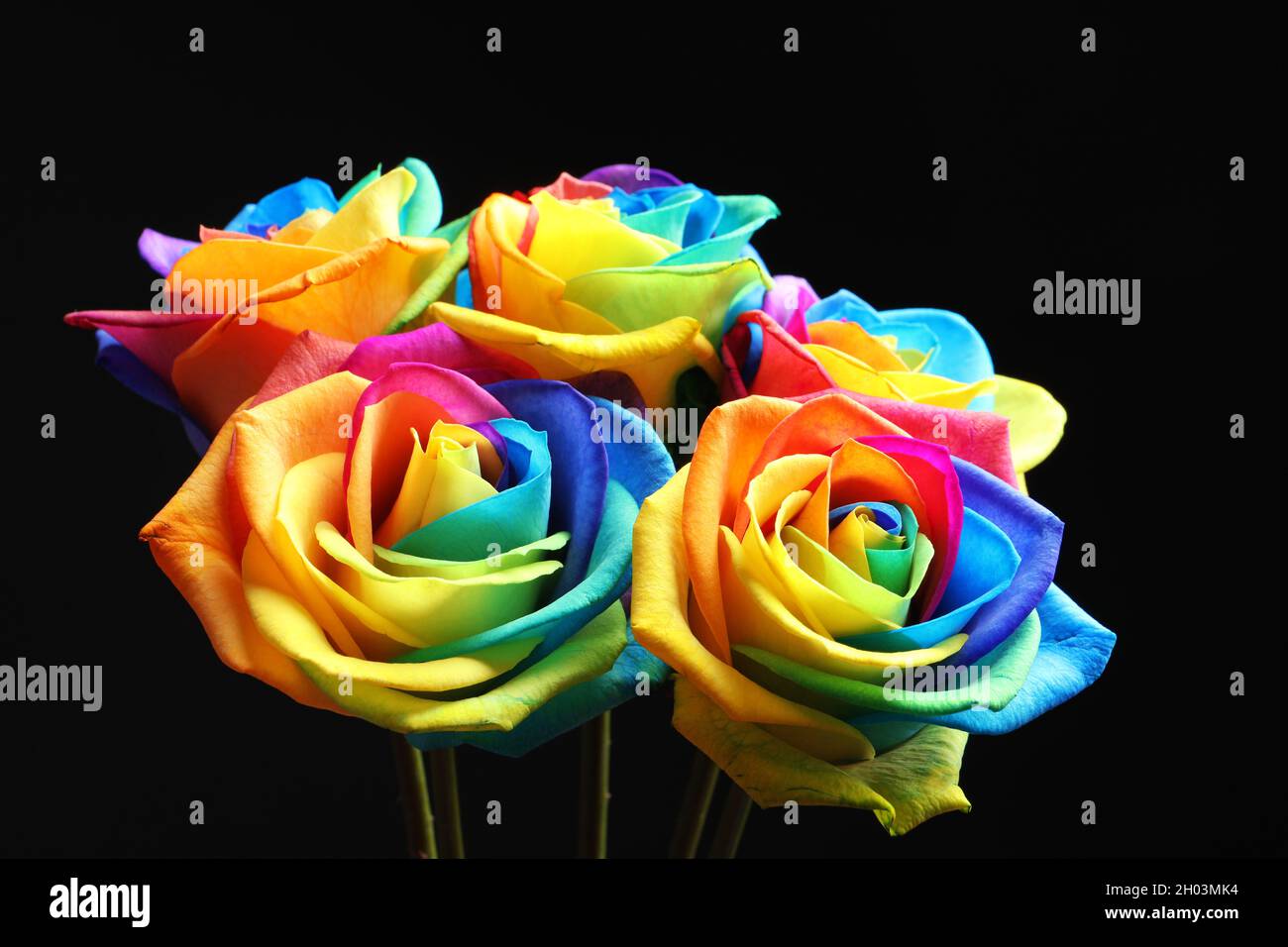 Amazing rainbow rose flowers on black background Stock Photo - Alamy