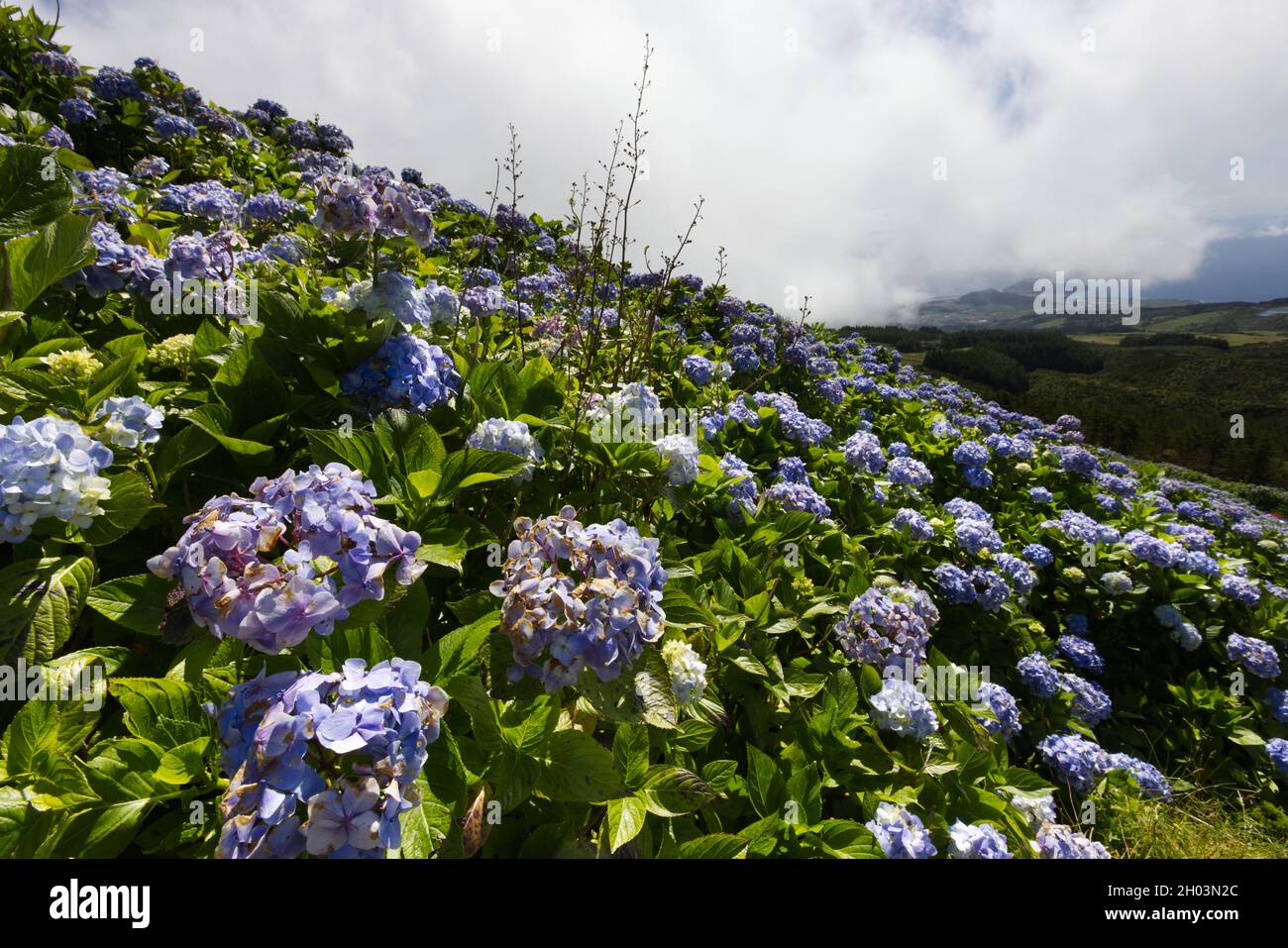The magnificent blue hydrangeas of Faial, Faial island, Azores Stock ...