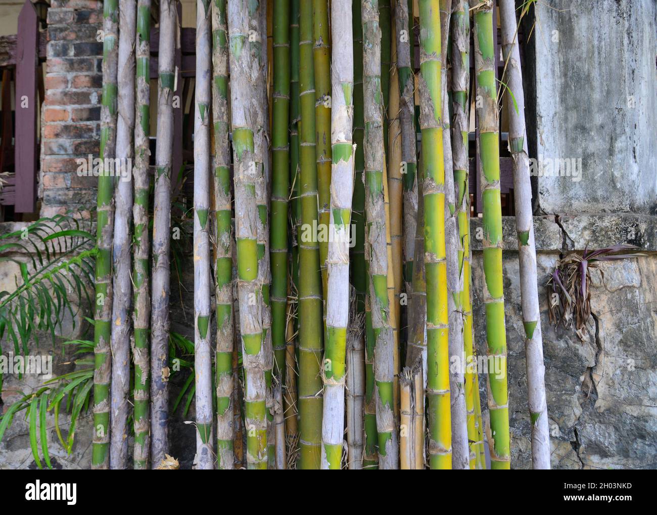 Bamboo trees at the botanic garden of Luang Phrabang, Laos Stock Photo ...