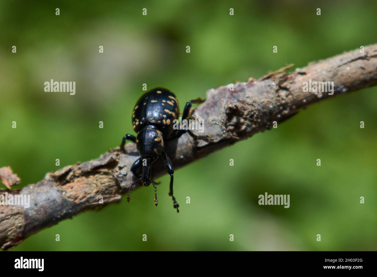 Large Pine Weevil on green Background - Hylobius abietis (Linnaeus ...