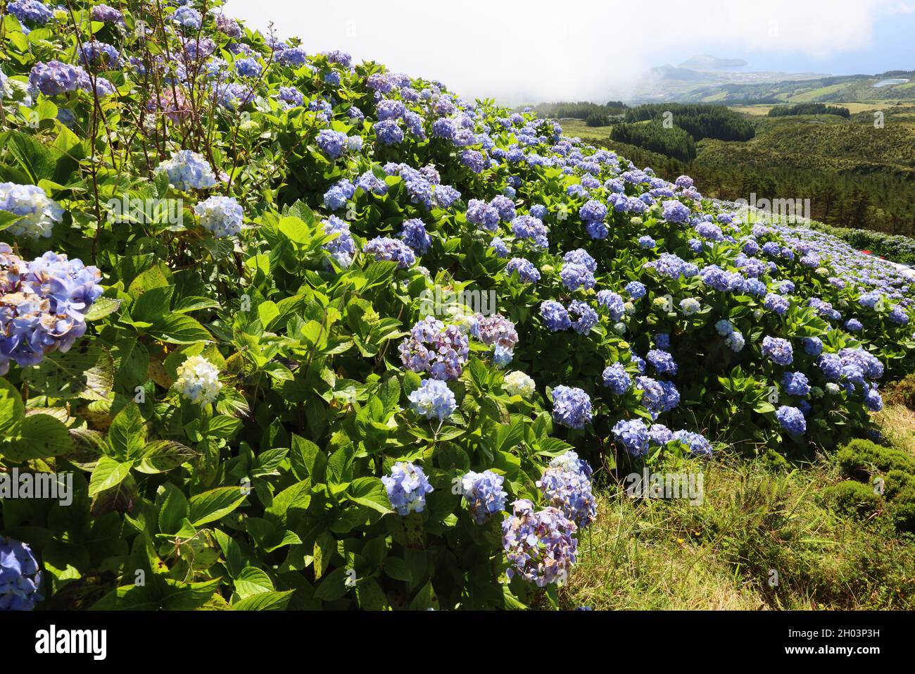 The magnificent blue hydrangeas of Faial, Faial island, Azores Stock ...