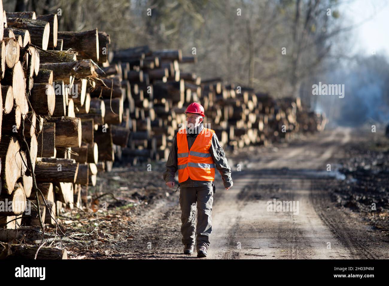 Mature Engineer Walking Beside Stack Logs In Forest Lumber Industry