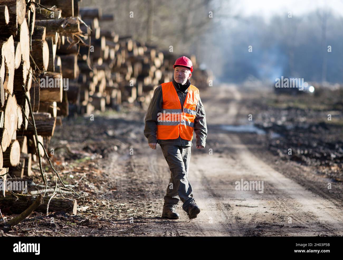 Mature Engineer Walking Beside Stack Logs In Forest Lumber Industry