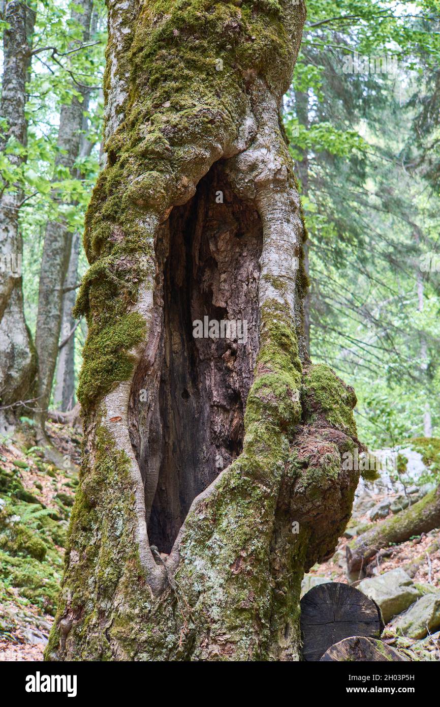 Tree trunk in forest covered with moss and grass Stock Photo - Alamy