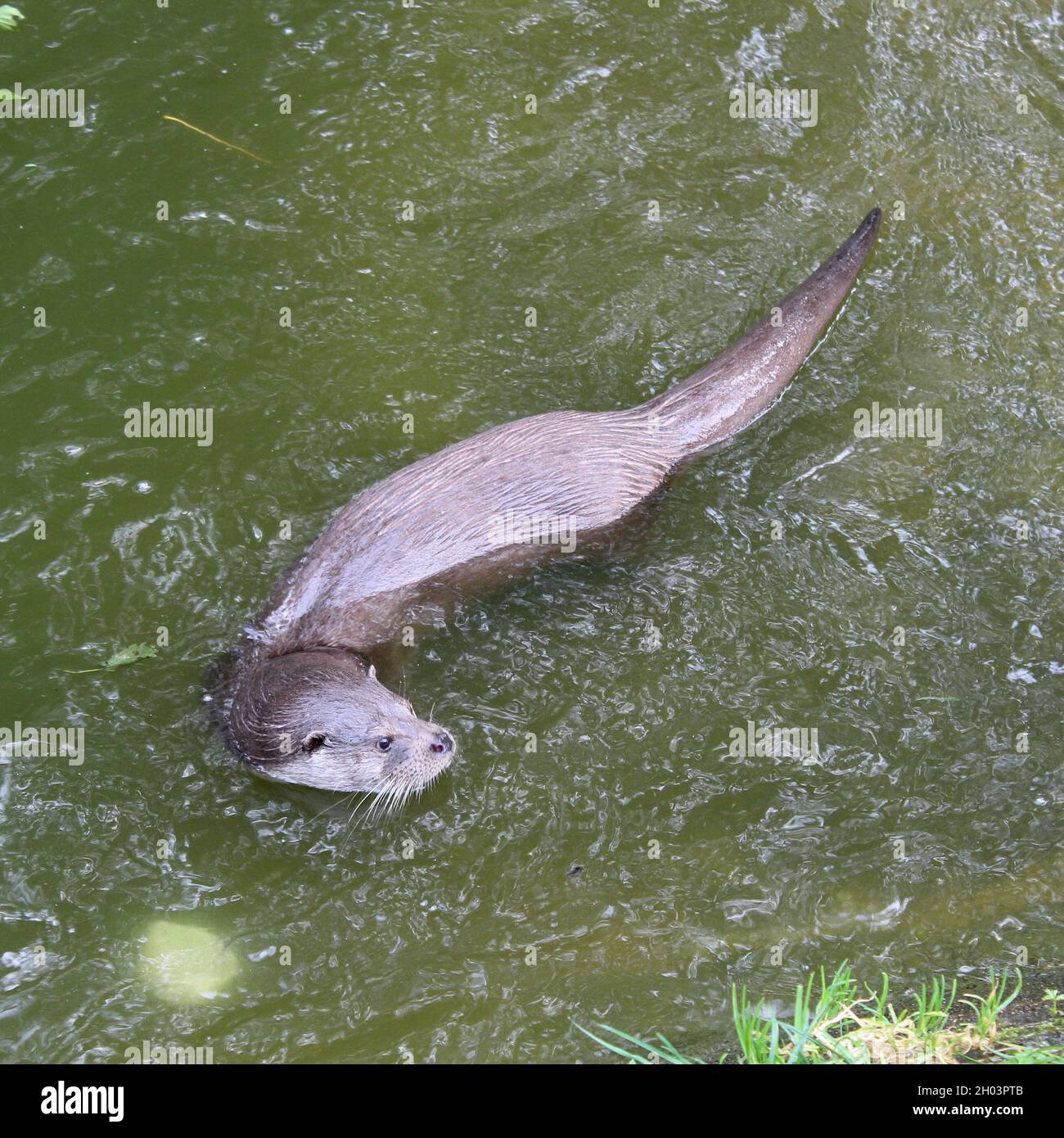 Otter looking for fish hi-res stock photography and images - Alamy