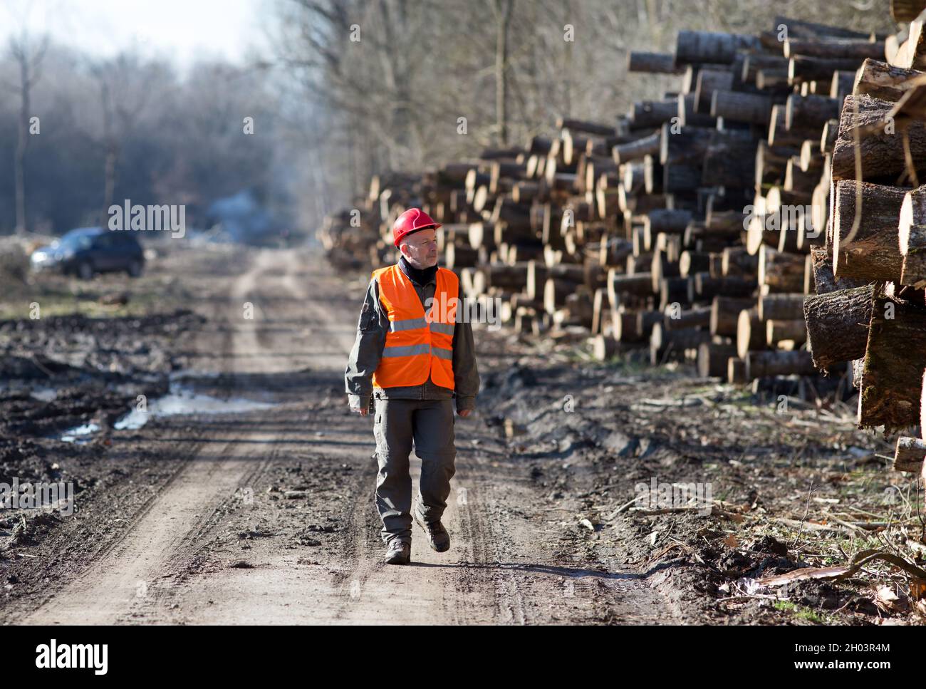 Mature Engineer Walking Beside Stack Logs In Forest Lumber Industry