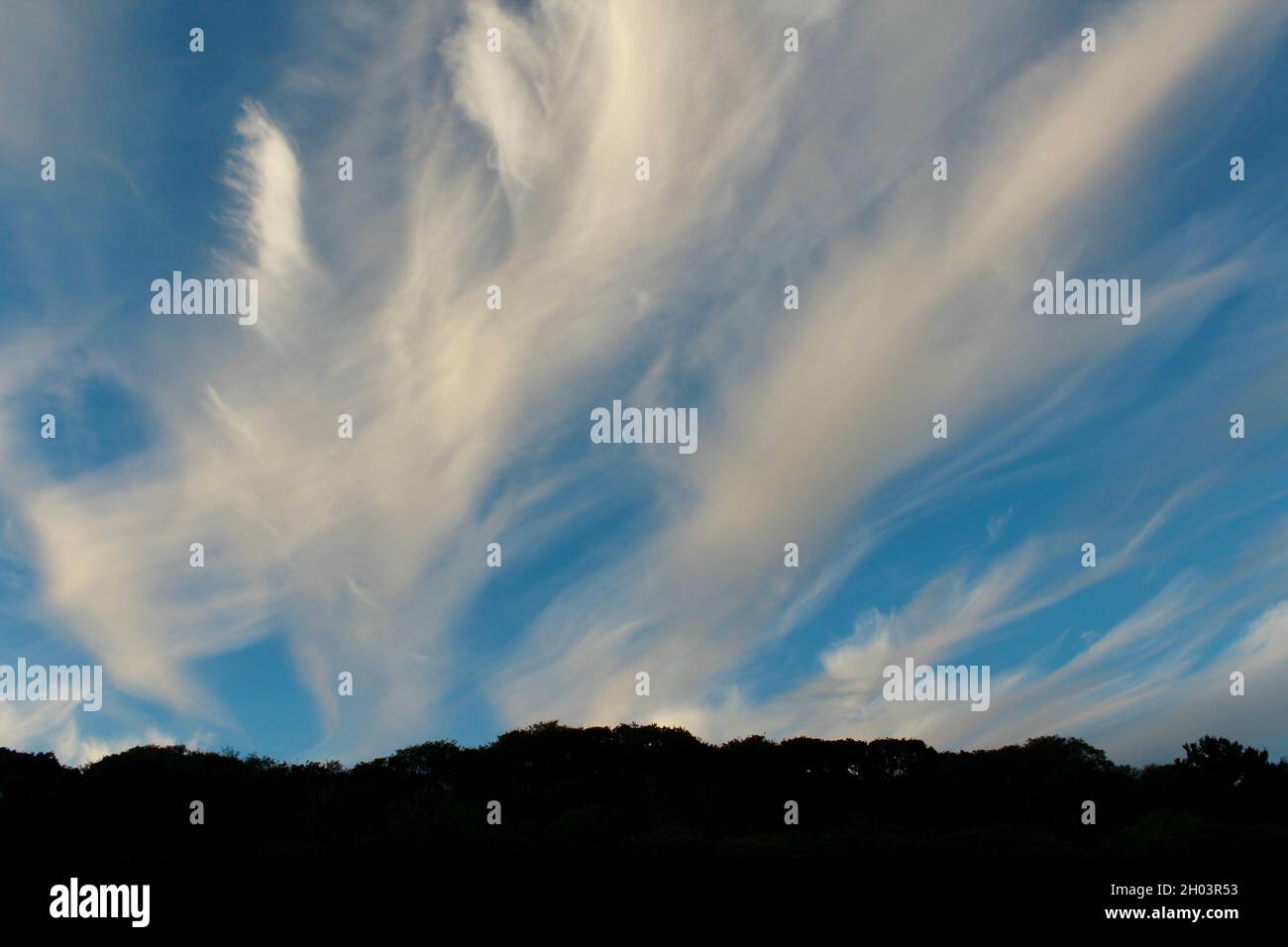Cirrus cloud above tree-line Stock Photo - Alamy