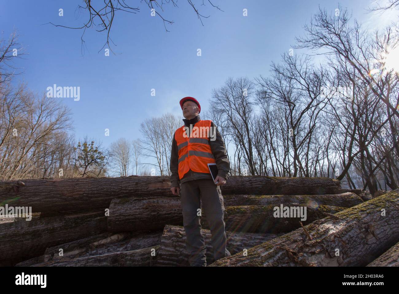 Mature lumber engineer with helmet holding tablet and standing on tree ...