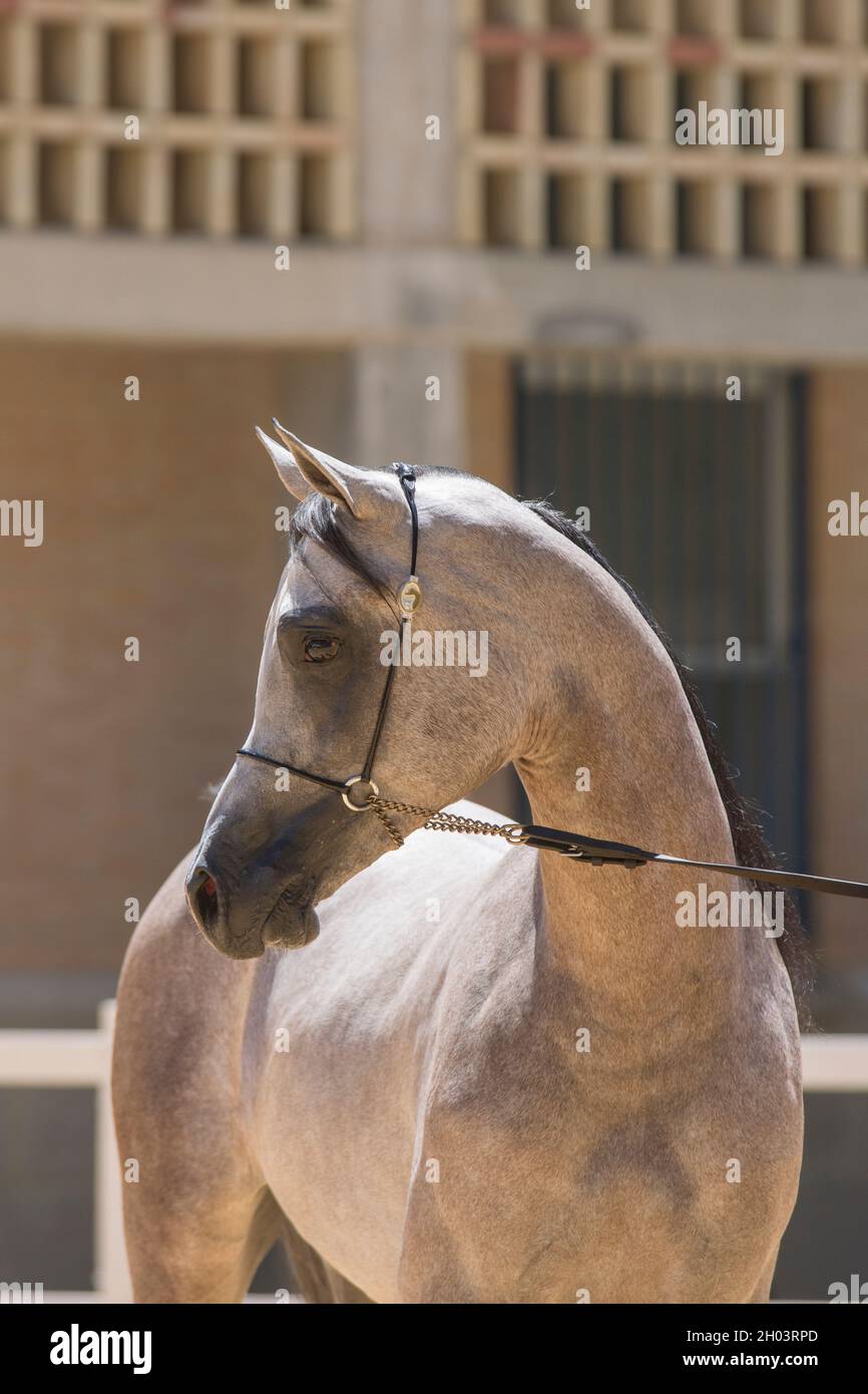 Beautiful face portrait of a grey arabian horse stallion champion Stock ...