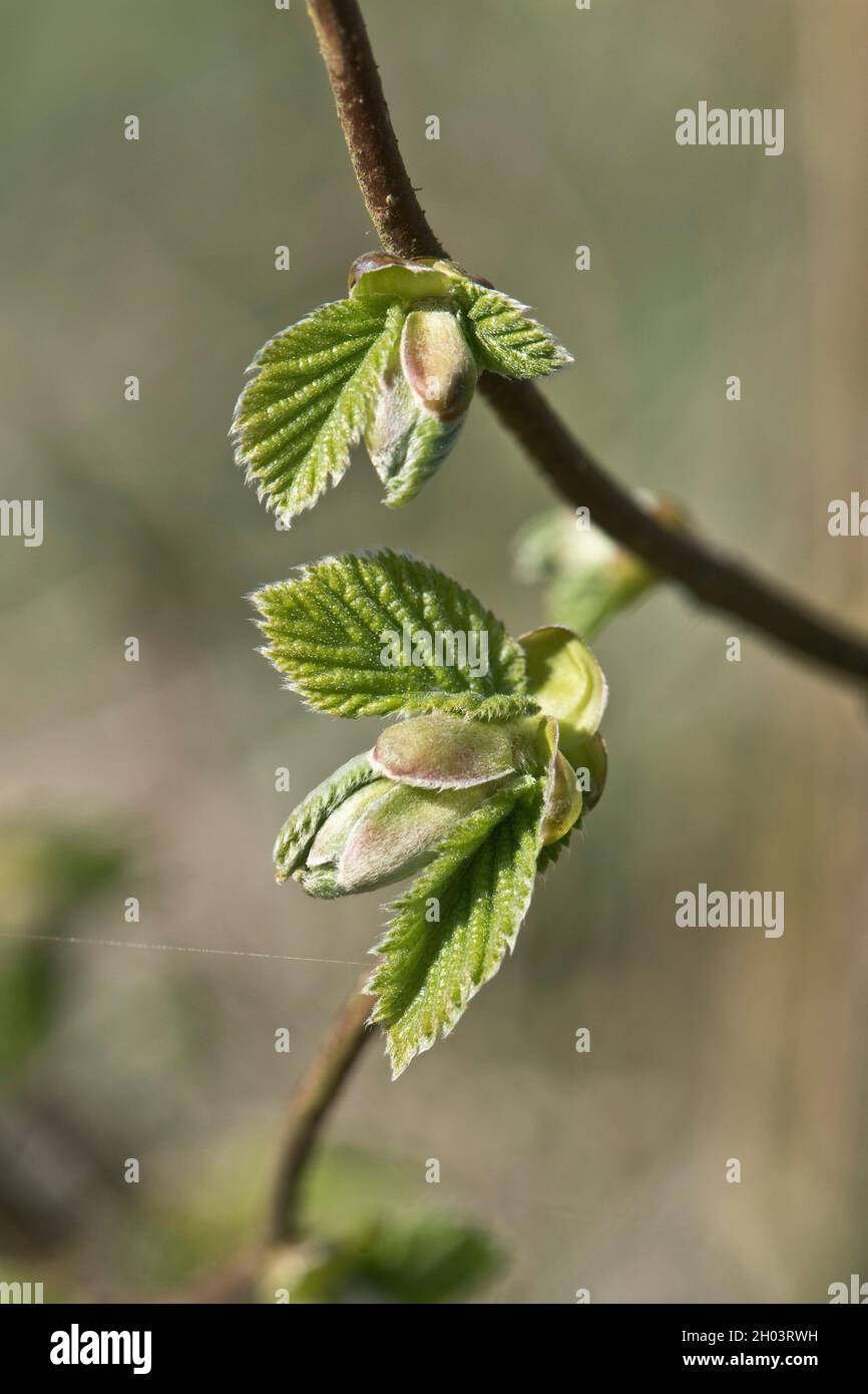 Developing and expanding double serrated leaves of common hazel ...
