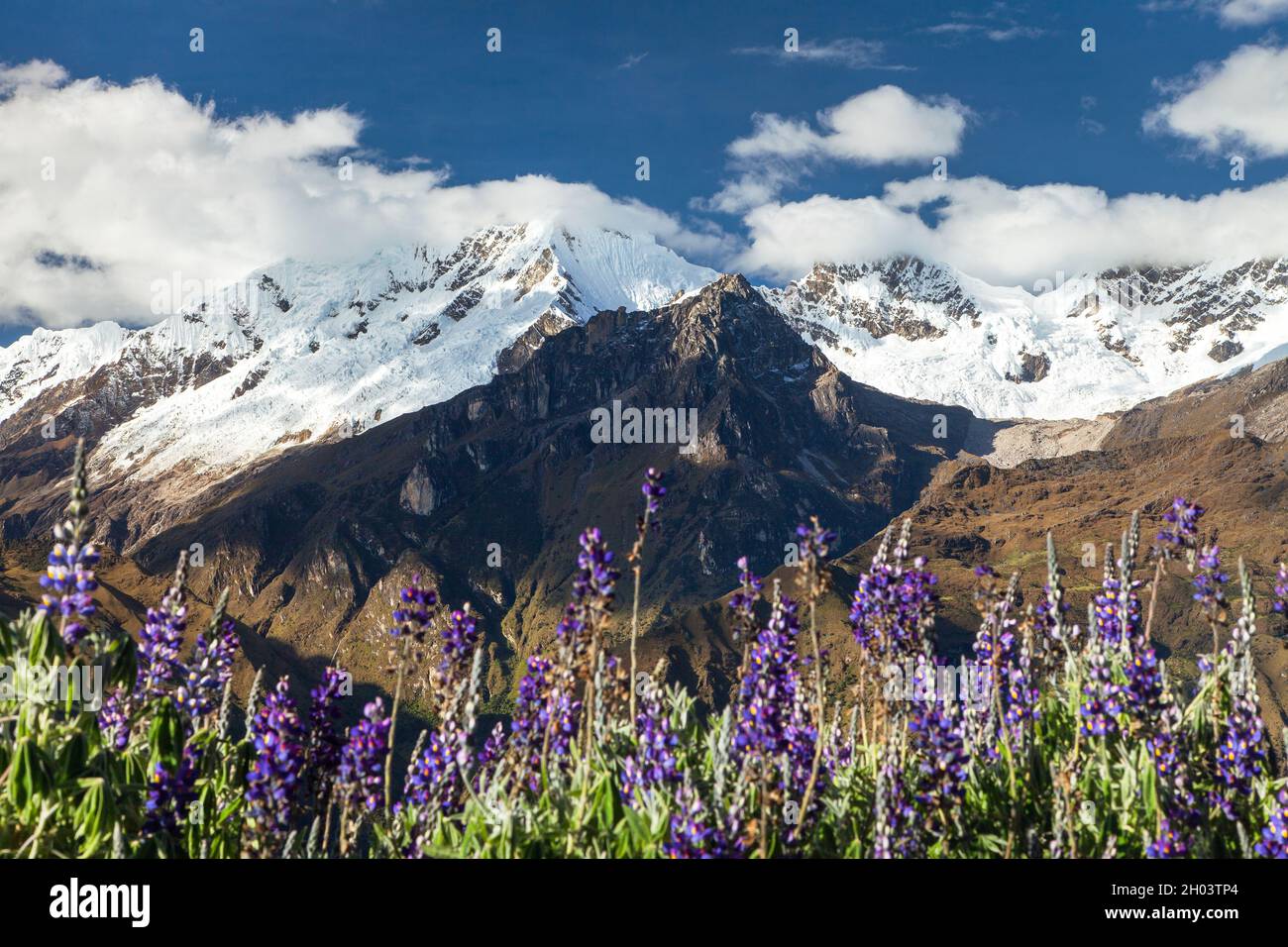 Andes flowers hi-res stock photography and images - Alamy