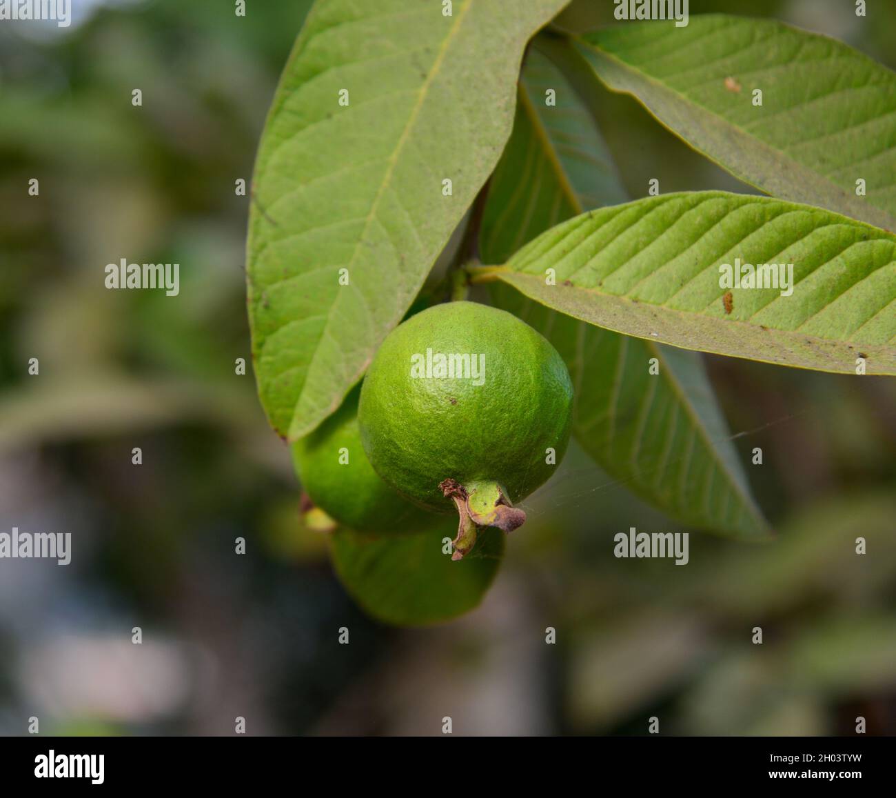 Young guava fruit on the tree at plantation in Luang Phrabang, Laos ...