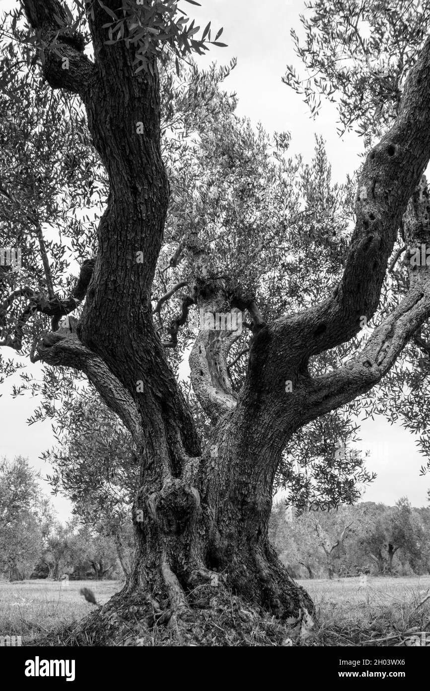 Gnarled olive trees Black and White Stock Photos & Images - Alamy
