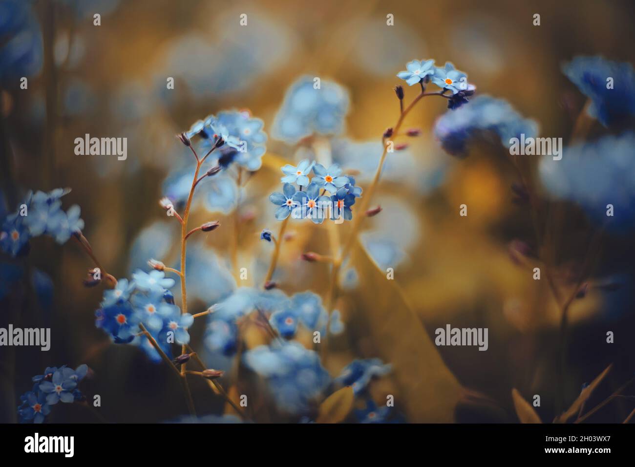 Pale blue small beautiful forget-me-nots flowers bloom in a meadow ...