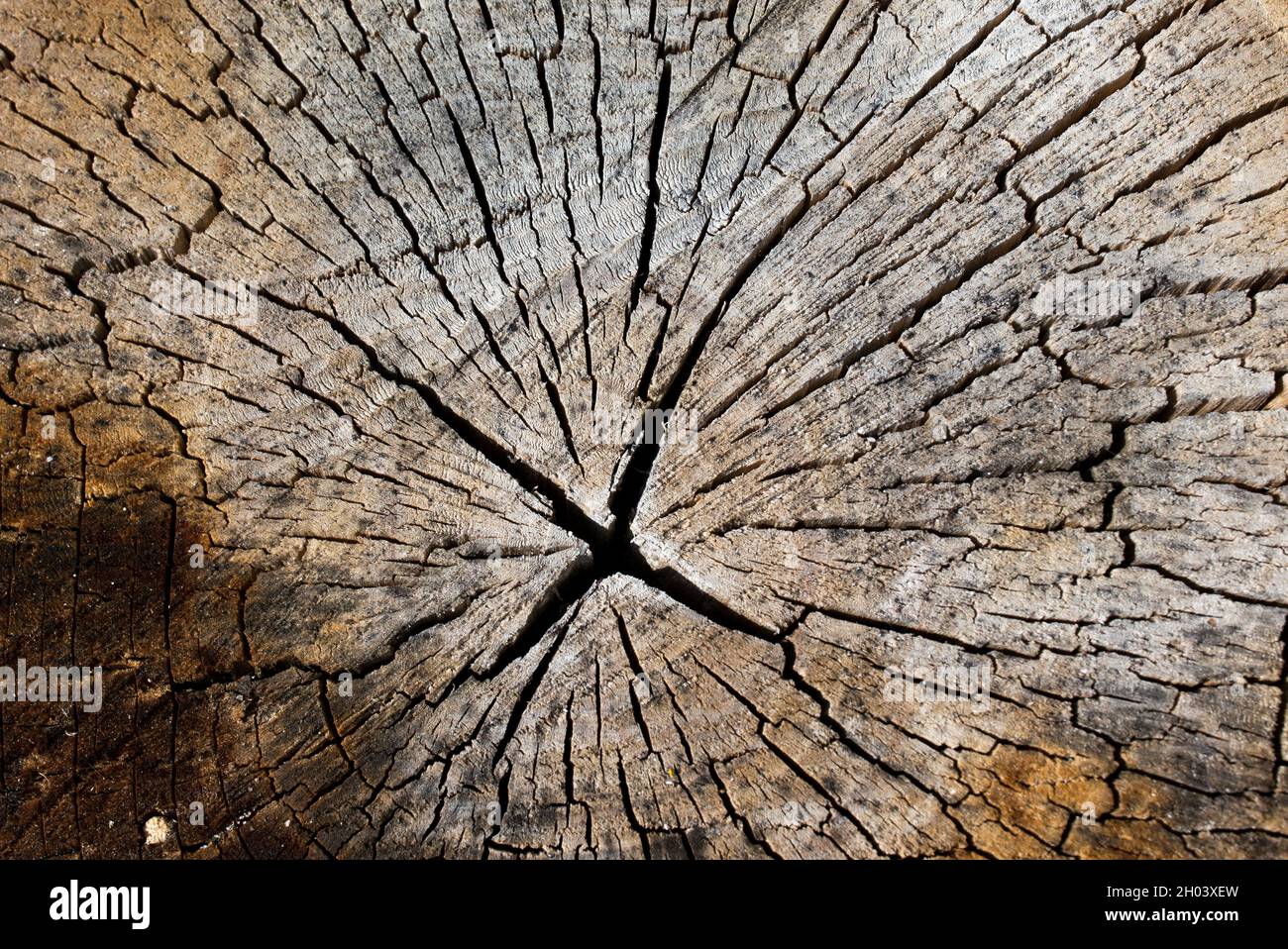 Wooden rings with cracks texture. Close up of old dry log Stock Photo ...