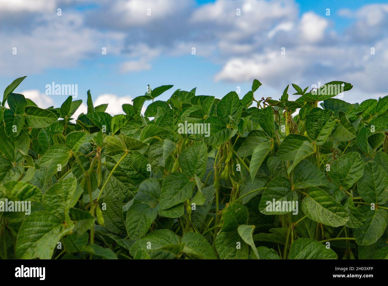 Soybean cultivation hi-res stock photography and images - Alamy