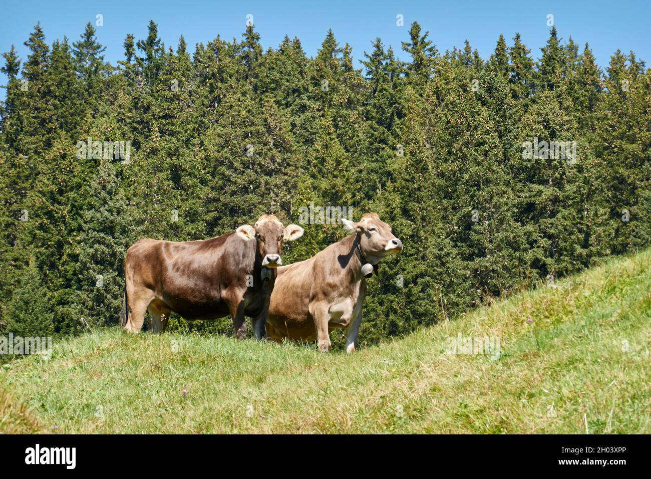 2 Two Brown Cows Without Horns Stand On The Sunny Alpine Pasture And ...