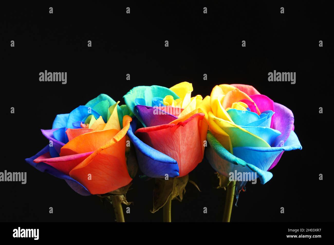 Amazing rainbow rose flowers on black background Stock Photo - Alamy