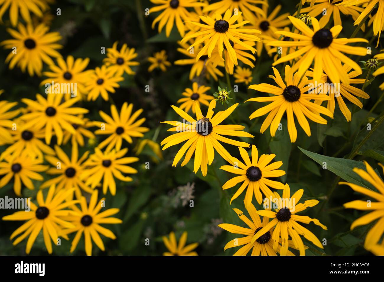Top view of yellow flowers named Black-eyed Susan Stock Photo - Alamy