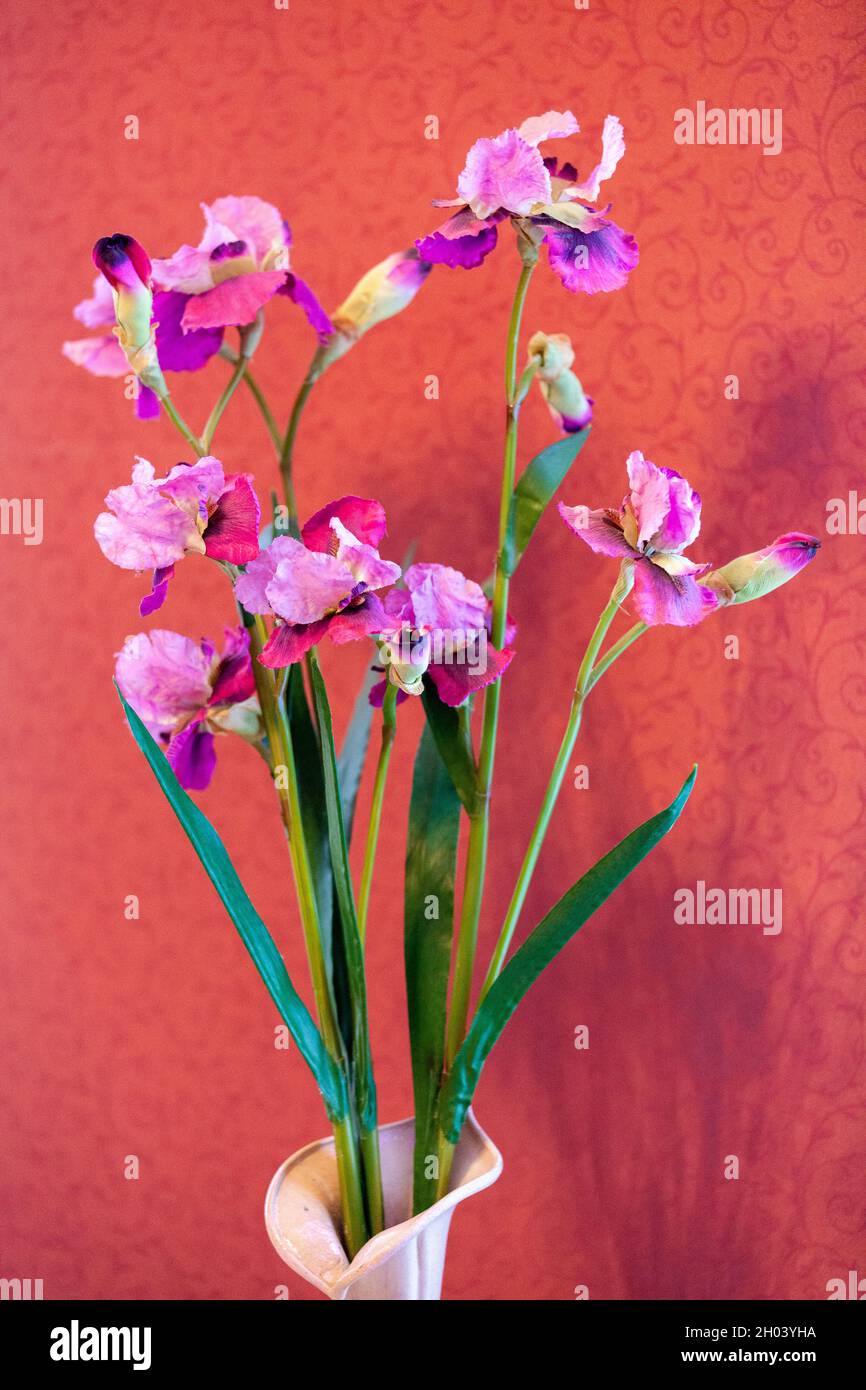 Coral irises hi-res stock photography and images - Alamy