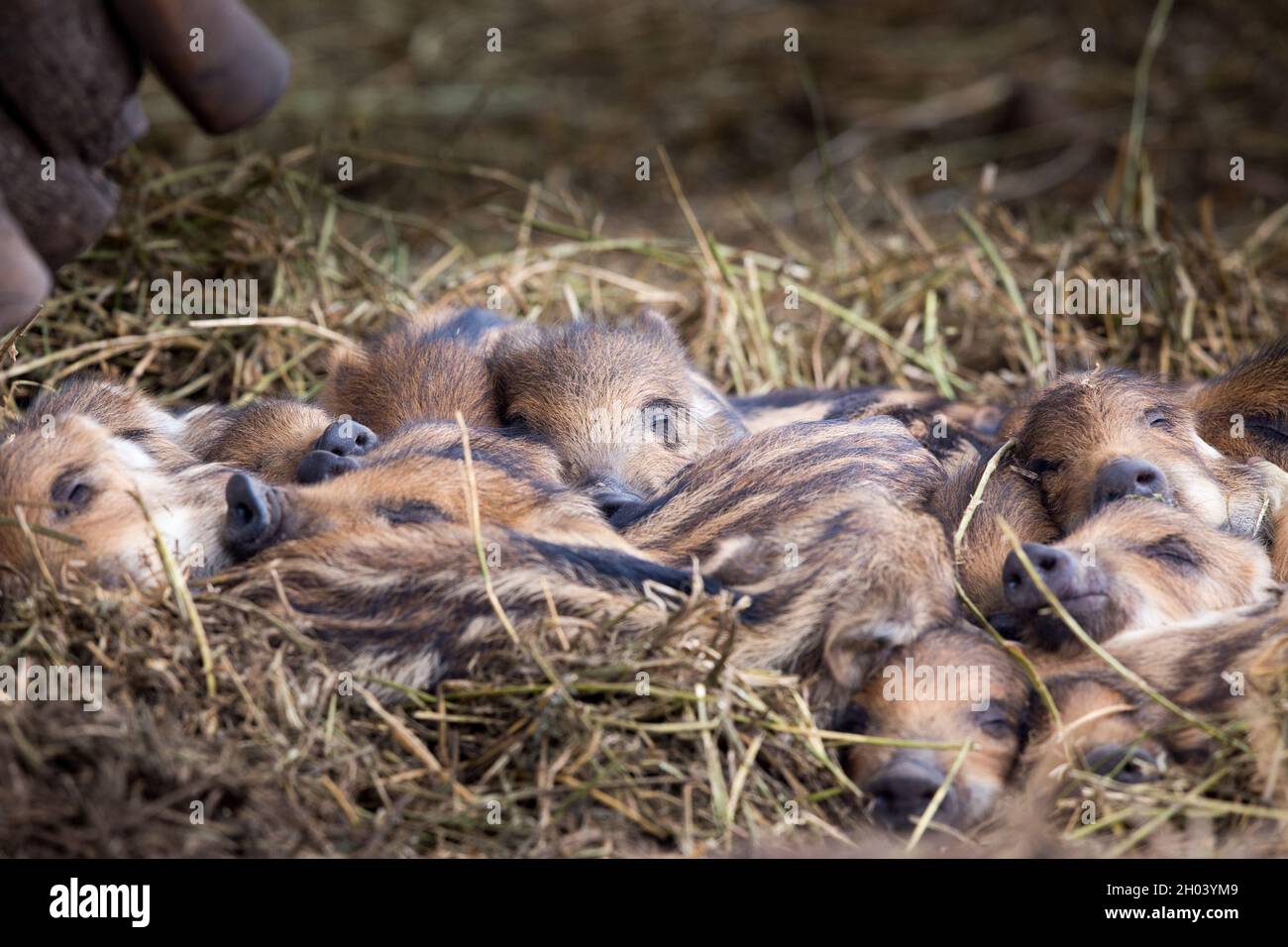 Wild boar sleeping in forest hi-res stock photography and images - Alamy