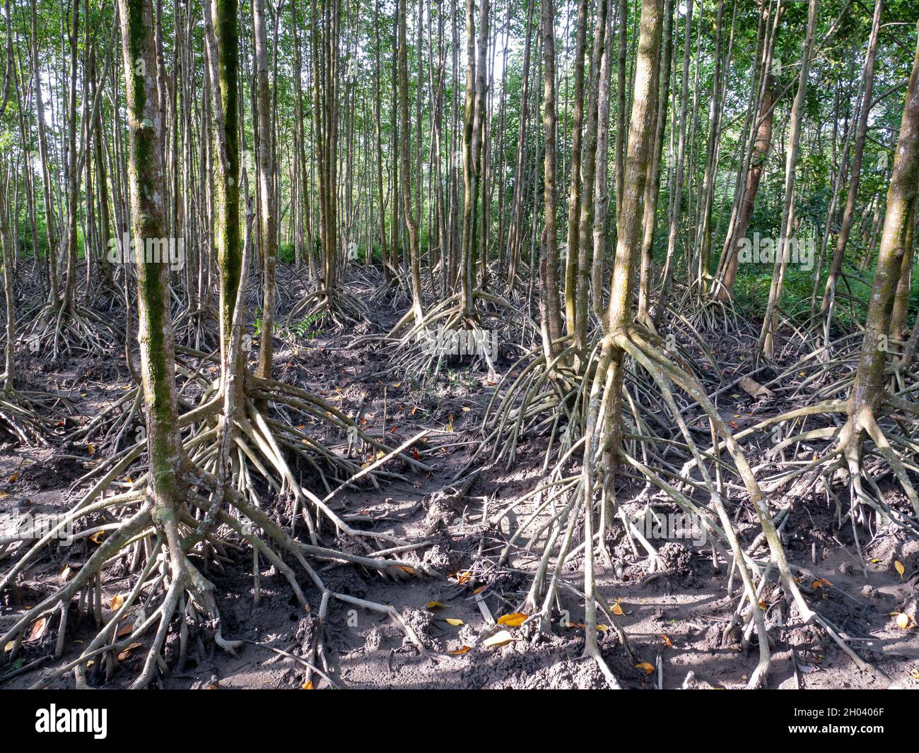 Low angle shot of the roots of a mangrove tree in a forest Stock Photo ...