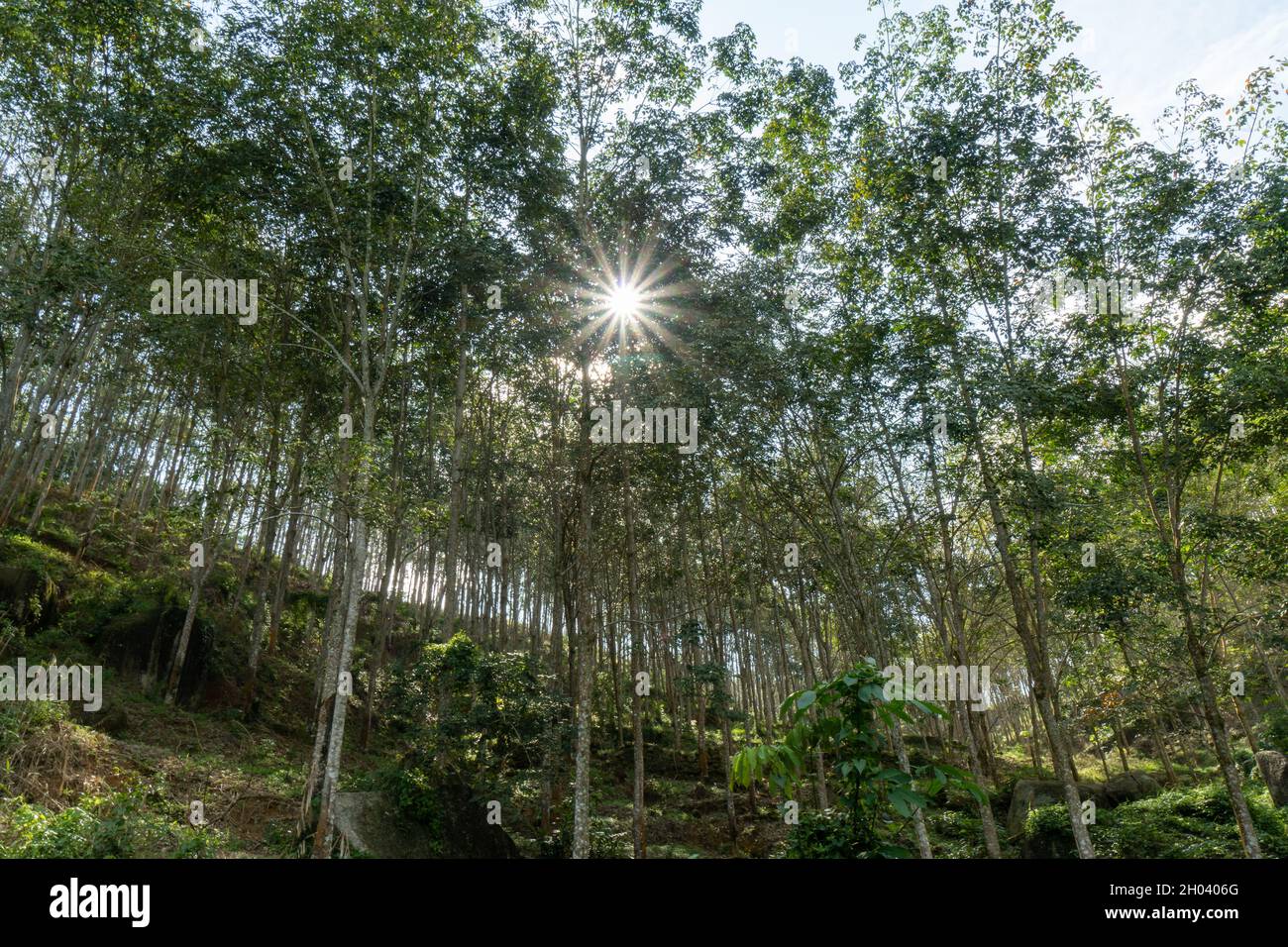 Low angle shot of tall rubber trees (Hevea brasiliensis) under direct ...