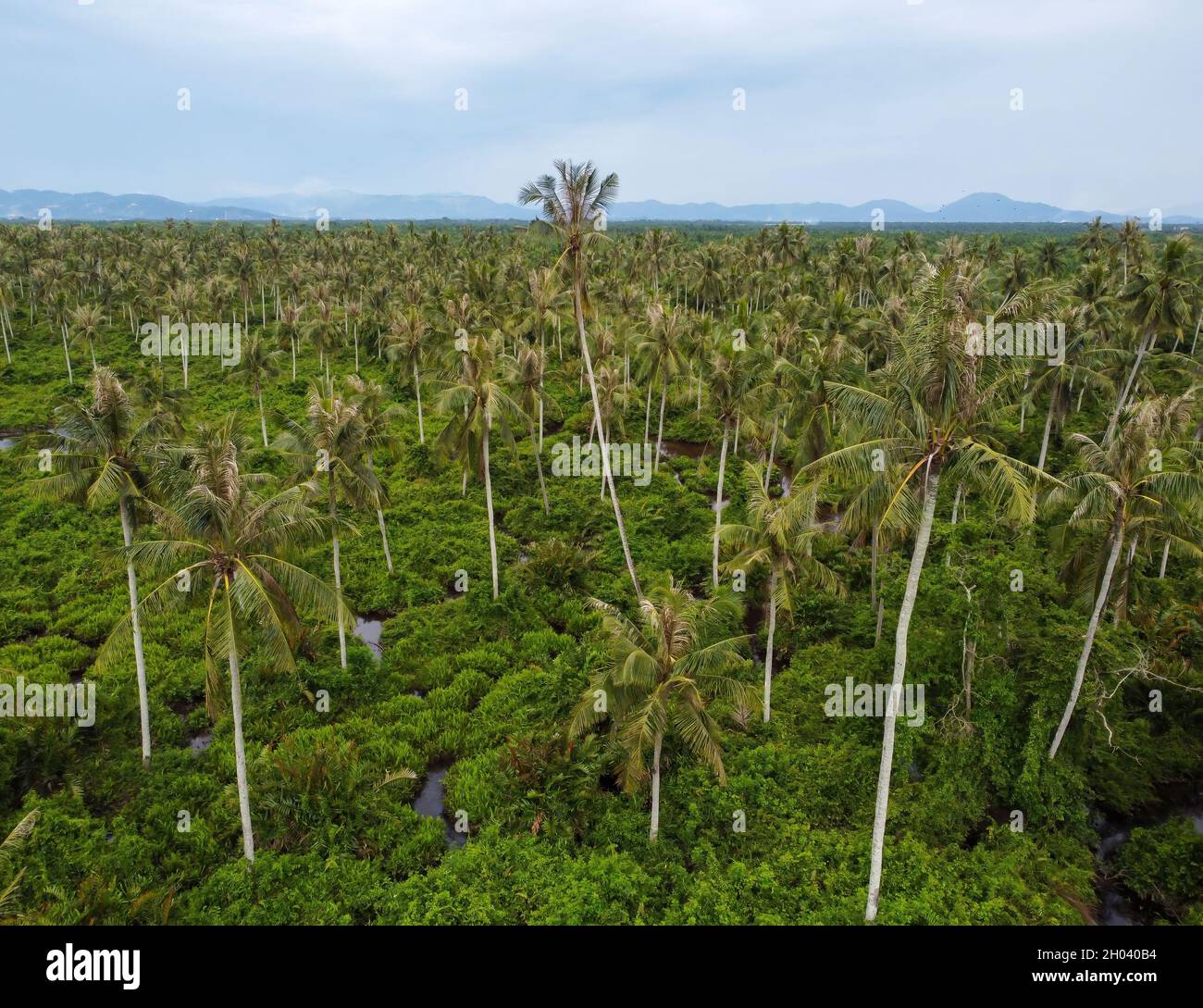 Aerial shot of the coconut farm in Malaysia Stock Photo - Alamy