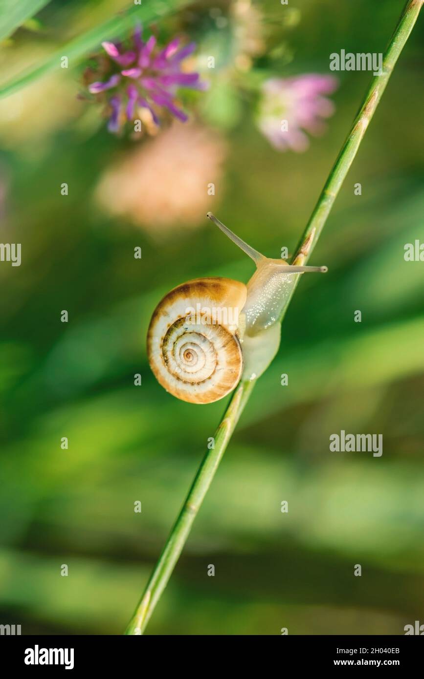 Little snail on a green plant with purple flowers, macro photography ...